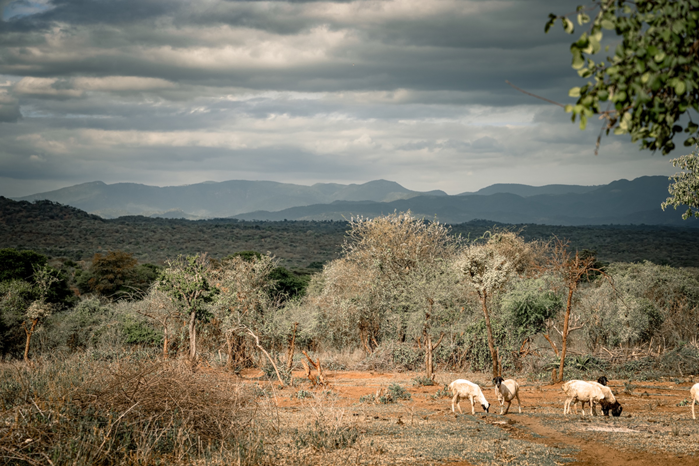 Ethiopian land restoration projects for CAPE - CAPE - FSD Africa